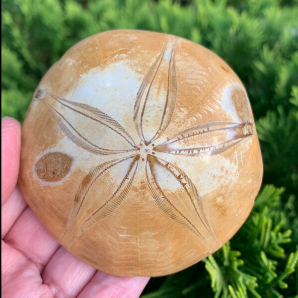 Fossil Sea Urchin - Etsy