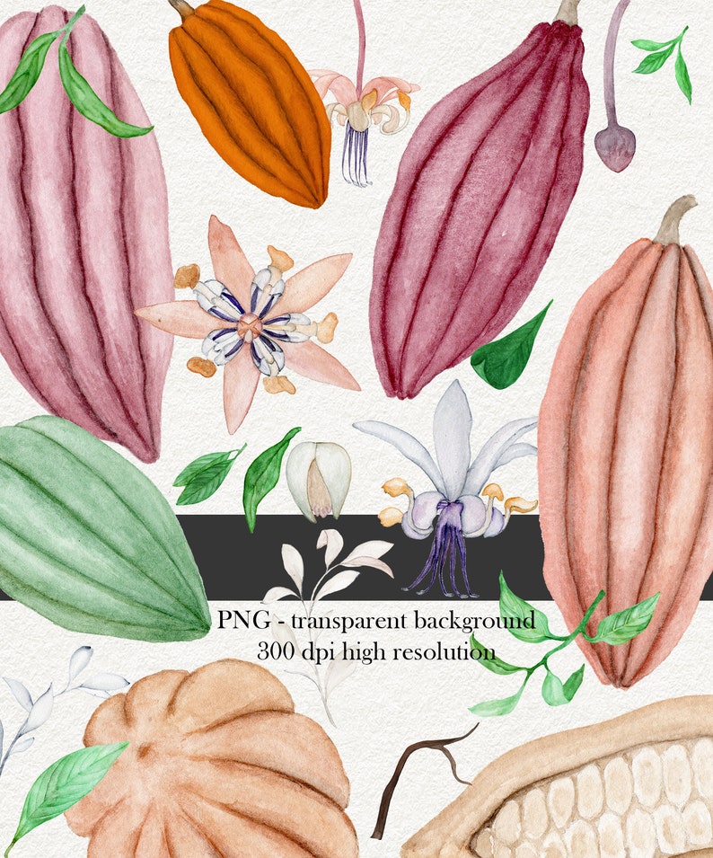 Cocoa Clipart, Watercolor Cocoa Clipart, Cacao, Watercolor Cacao, Cacao ...