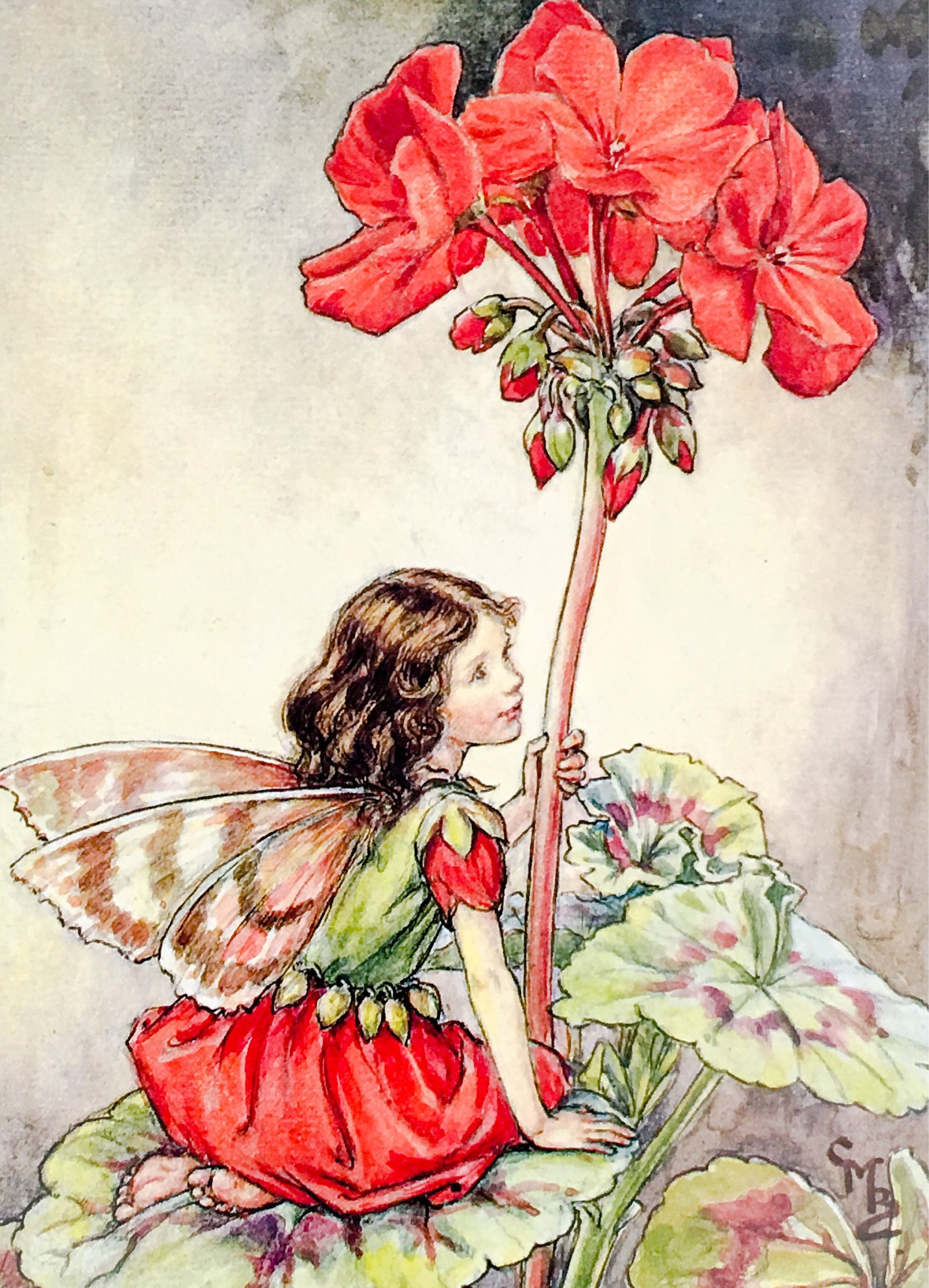 The Flower Fairies / The Geranium Fairy / Book Illustration / | Etsy