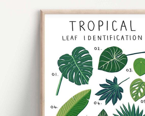 Identifying Tropical House Plants