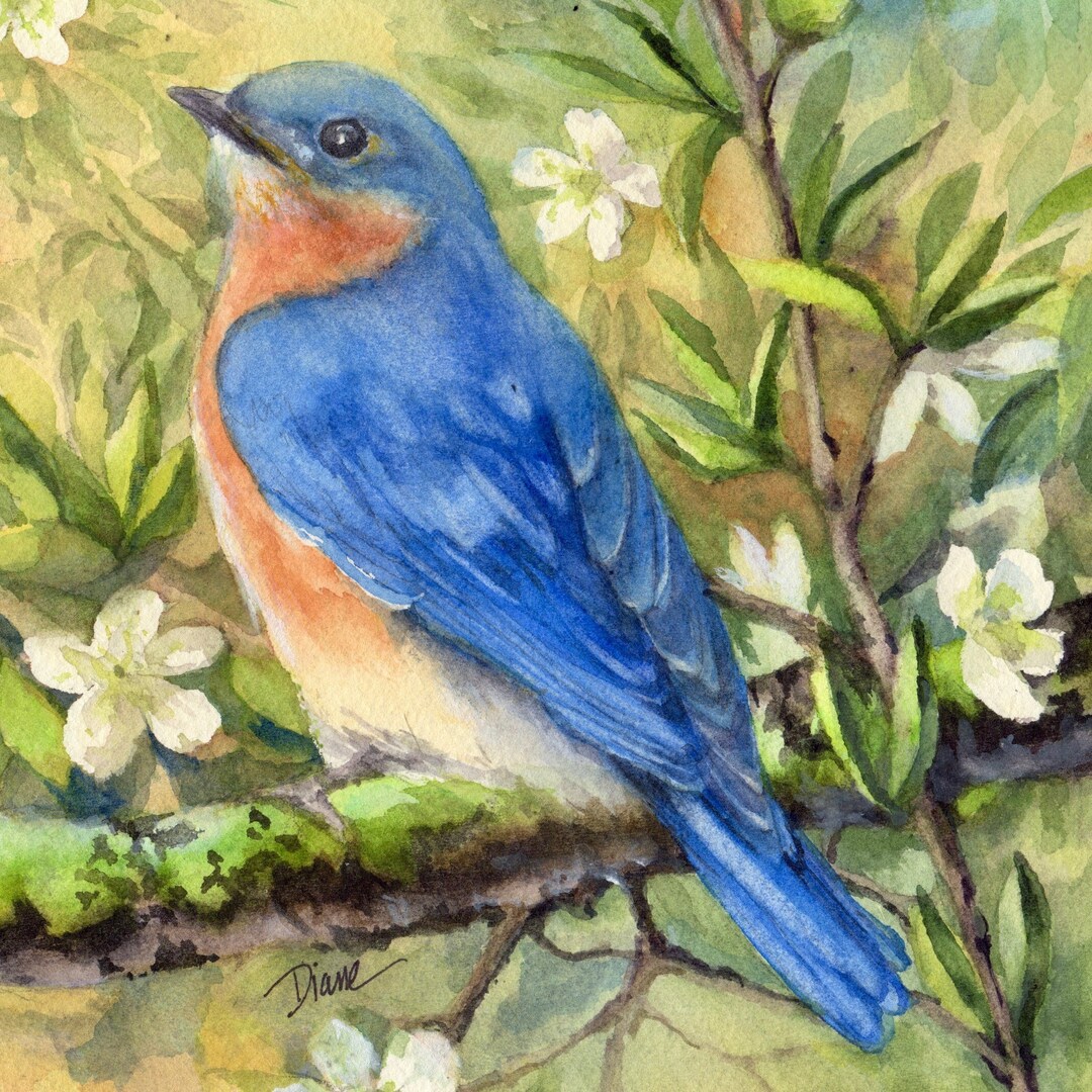 Male Bluebird Art Card/ Bird Art / Nature Series Watercolor Prints ...