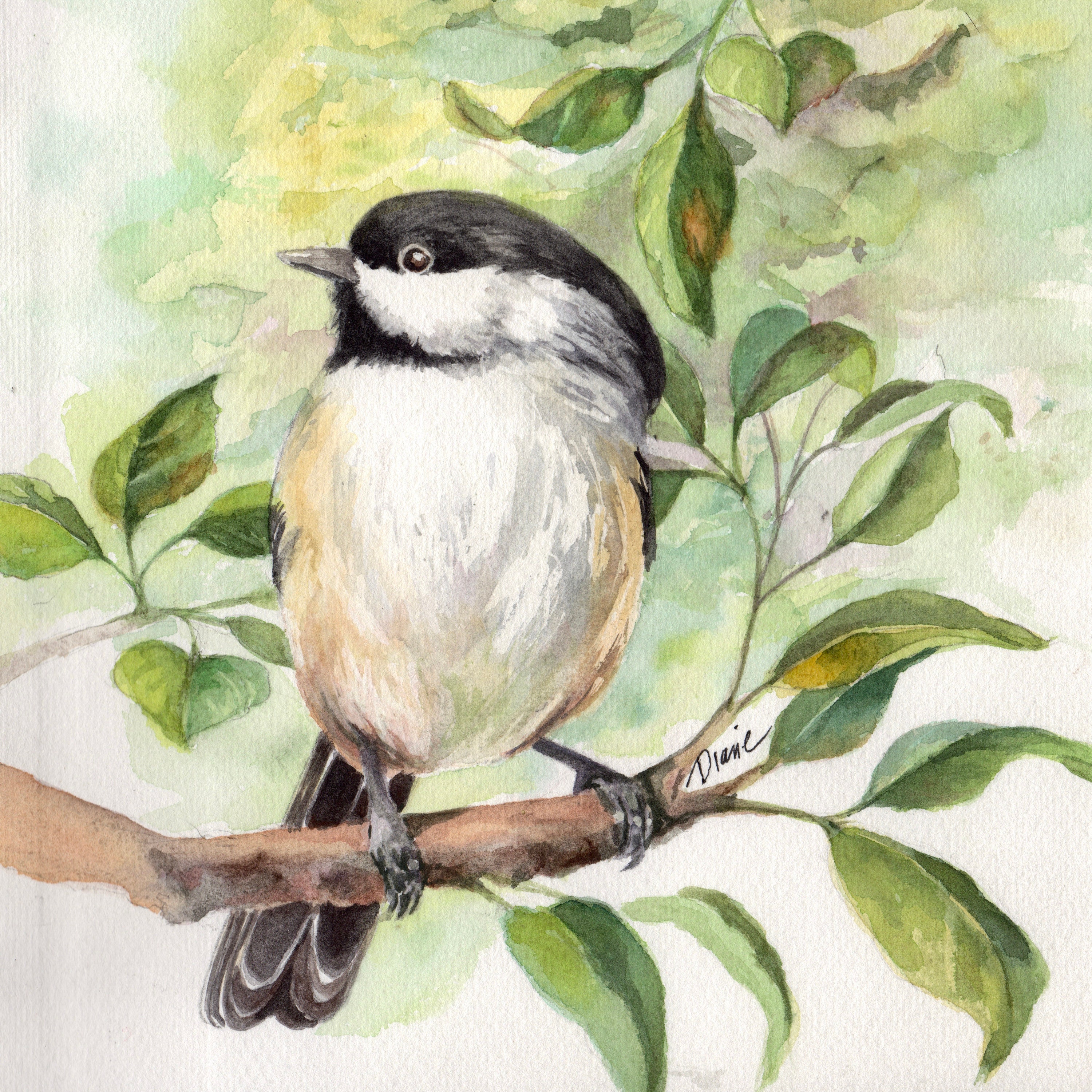 Bird Art Card/ Black Cap Chickadee / Nature Series Watercolor Prints ...