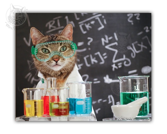 Chemistry Cat Beautiful
