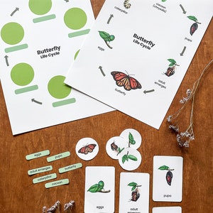 LIFE CYCLE of a BUTTERFLY- Home Education With Nature Learning ...