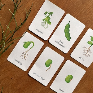 Green Bean Life Cycle Development - Montessori Education as Preschool ...