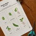 Green Bean Life Cycle Development - Montessori Education as Preschool ...