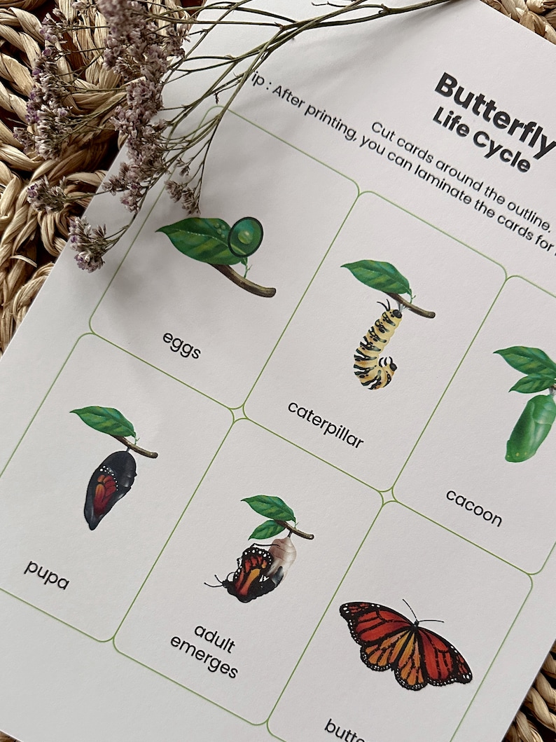 LIFE CYCLE of a BUTTERFLY- Home Education With Nature Learning ...