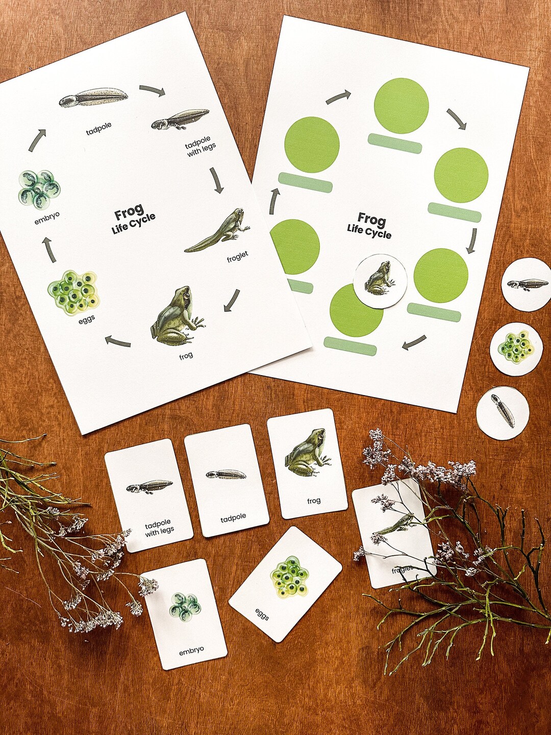 FROG Life Cycle Development - Montessori Education as Preschool ...