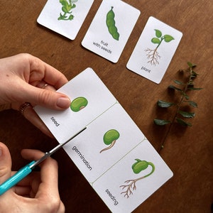 Green Bean Life Cycle Development - Montessori Education as Preschool ...