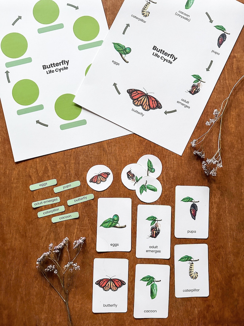 LIFE CYCLE of a BUTTERFLY- Home Education With Nature Learning ...