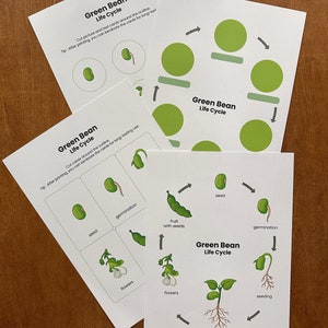 Green Bean Life Cycle Development - Montessori Education as Preschool ...