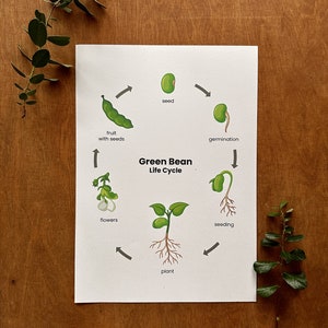 Green Bean Life Cycle Development - Montessori Education as Preschool ...