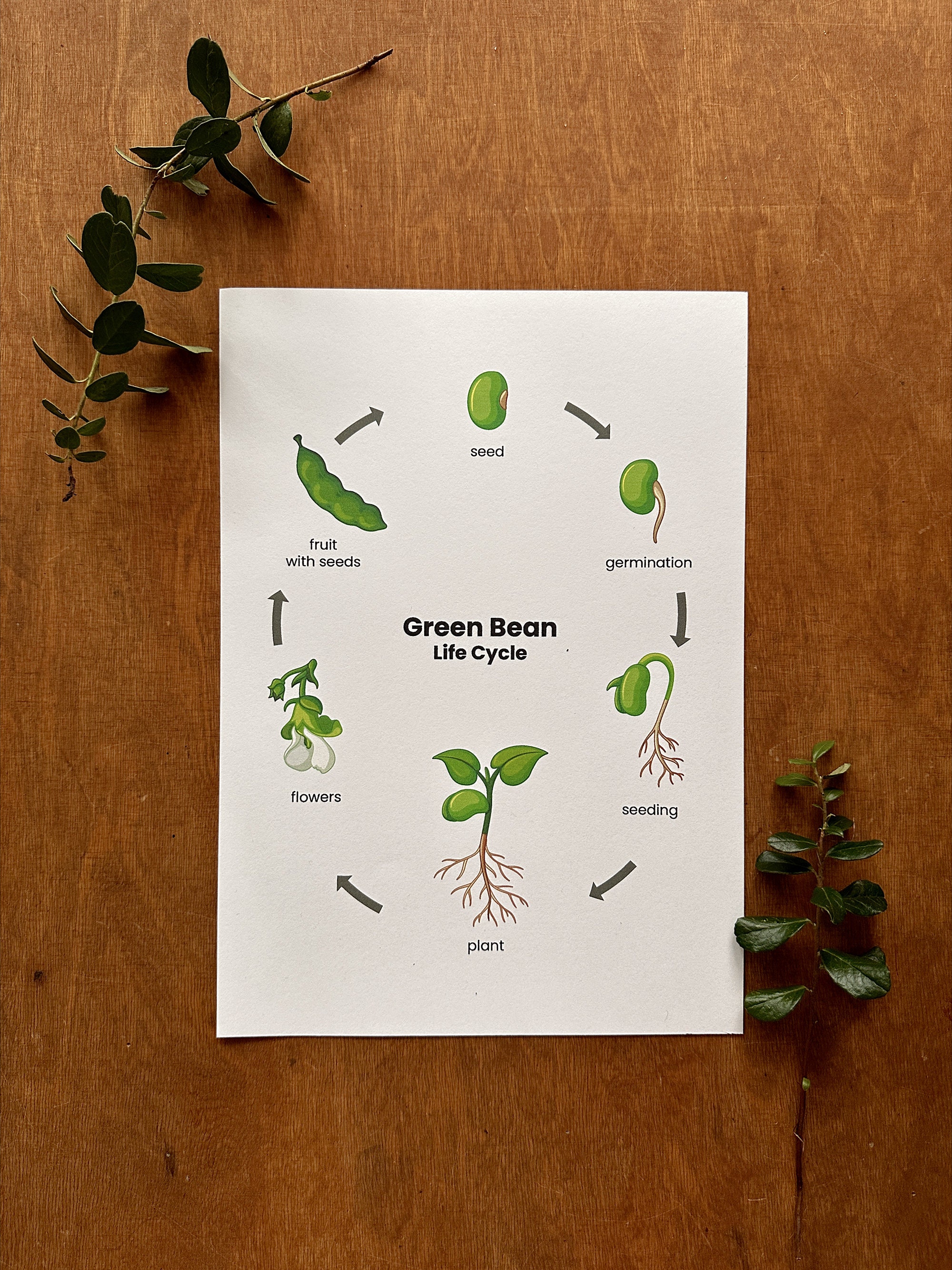 Green Bean Life Cycle Development - Montessori Education as Preschool ...