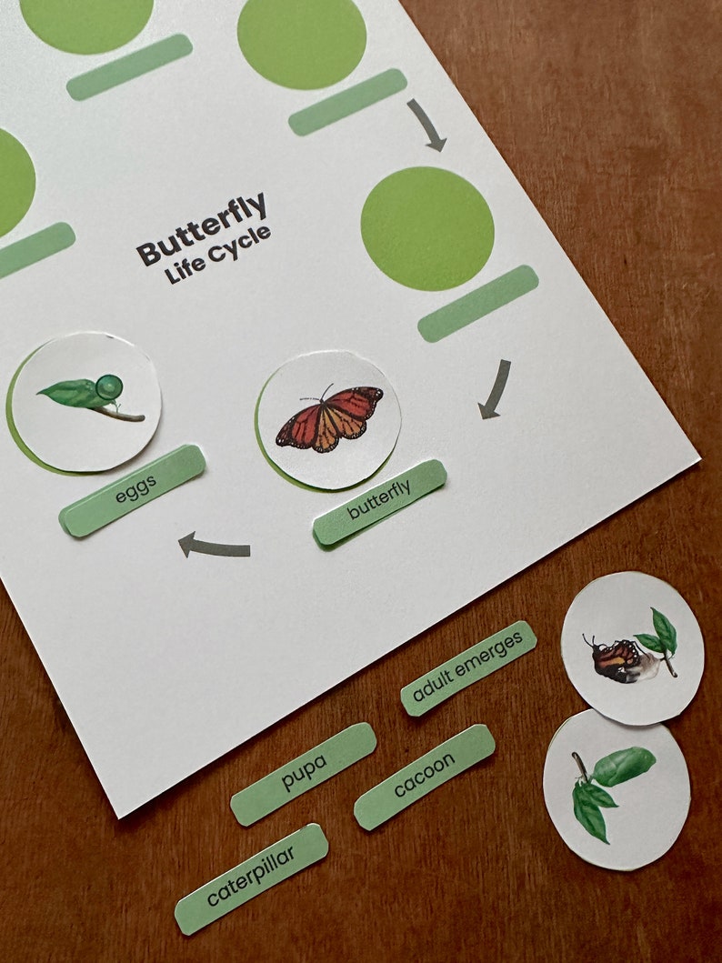 LIFE CYCLE of a BUTTERFLY- Home Education With Nature Learning ...