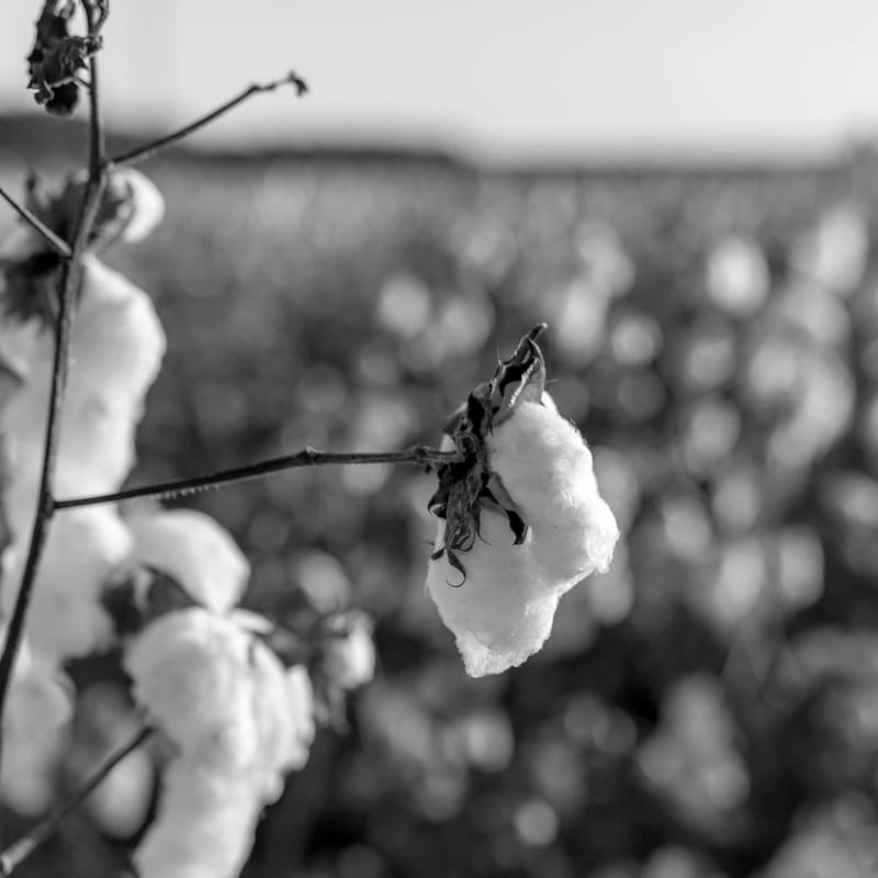 Cotton Fields - Etsy