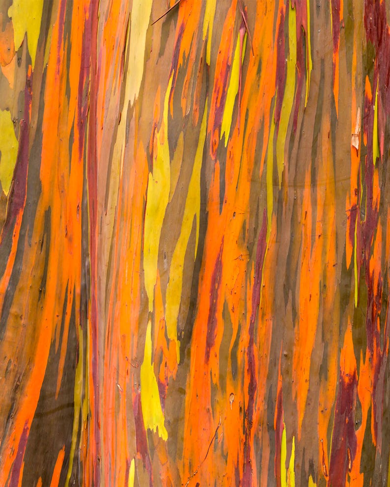 Rainbow Eucalyptus Tree Bark 8x10 Print - Etsy