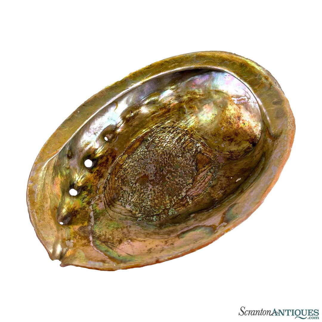 Vintage Hollywood Regency Coastal Abalone Pearl Shell Cigar Ashtray - Etsy