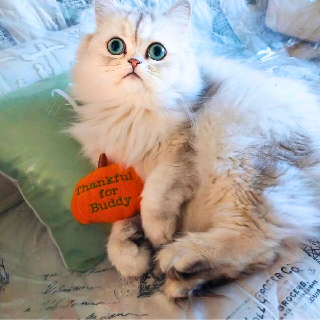 Pumpkin Custom CAT Toy, Personalized Thanksgiving Catnip Toy Gift for ...