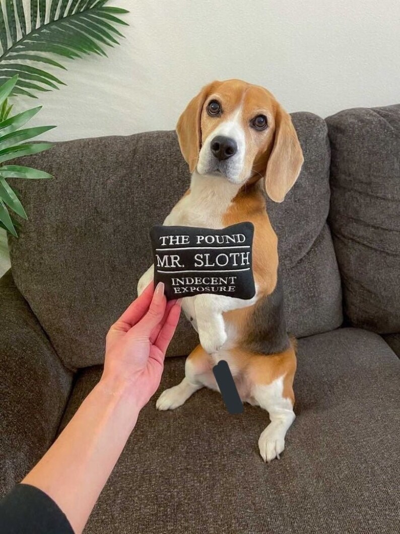 Prison Name Board Dog Toy Custom Dog Toy Squeaker Dog Toy Jail | Etsy