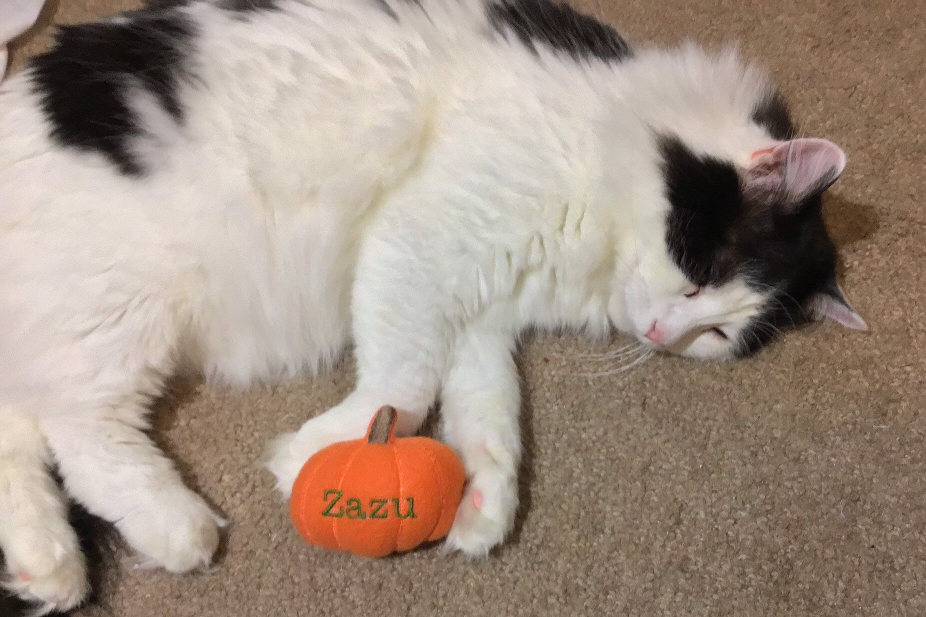 Pumpkin Cat Toy Custom Personalized Cat Toy Handmade Cat Kitty | Etsy