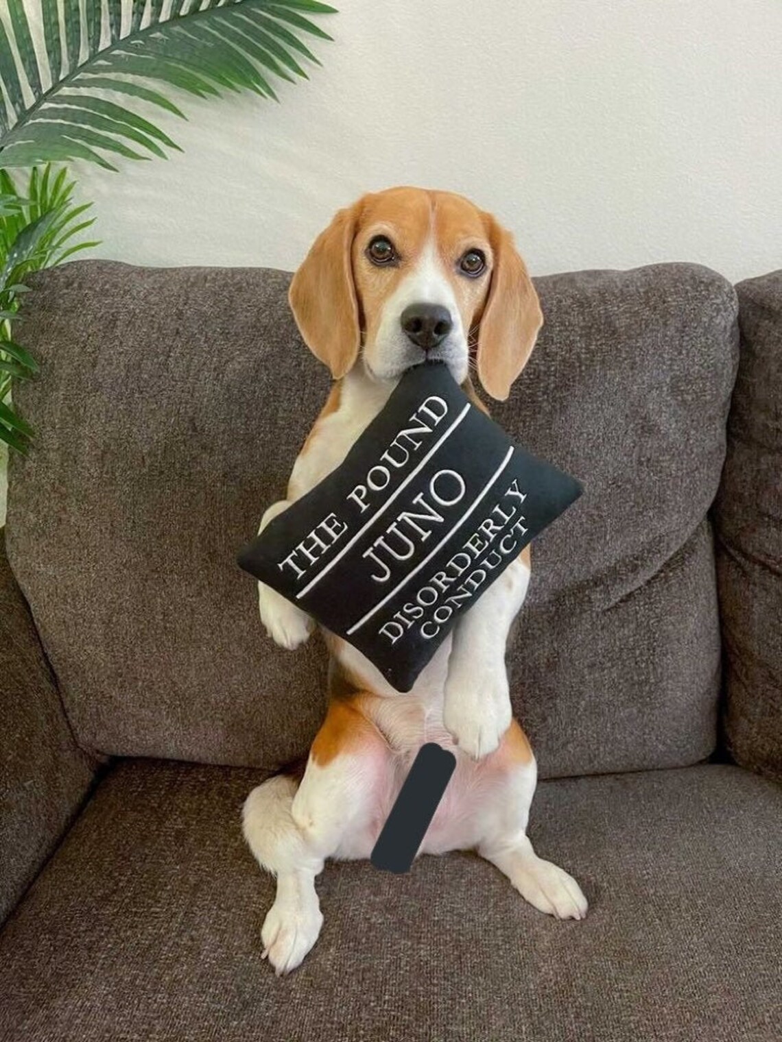 Prison Name Board Dog Toy Custom Dog Toy Squeaker Dog Toy Jail | Etsy