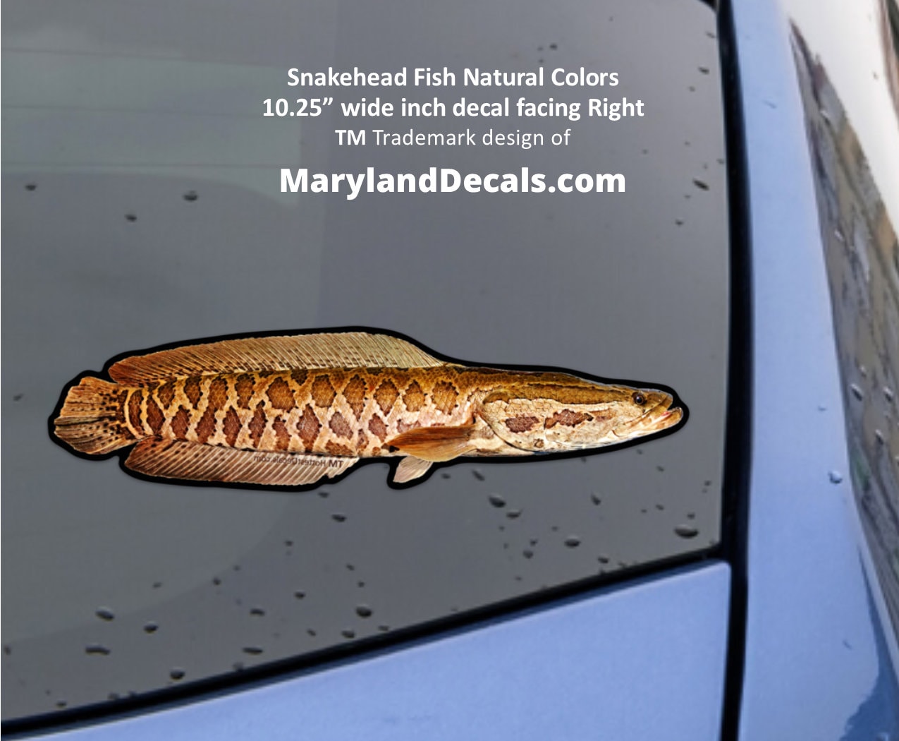 SNAKEHEAD FISH Decal Sticker for Car Window Truck or Boat Boats ...