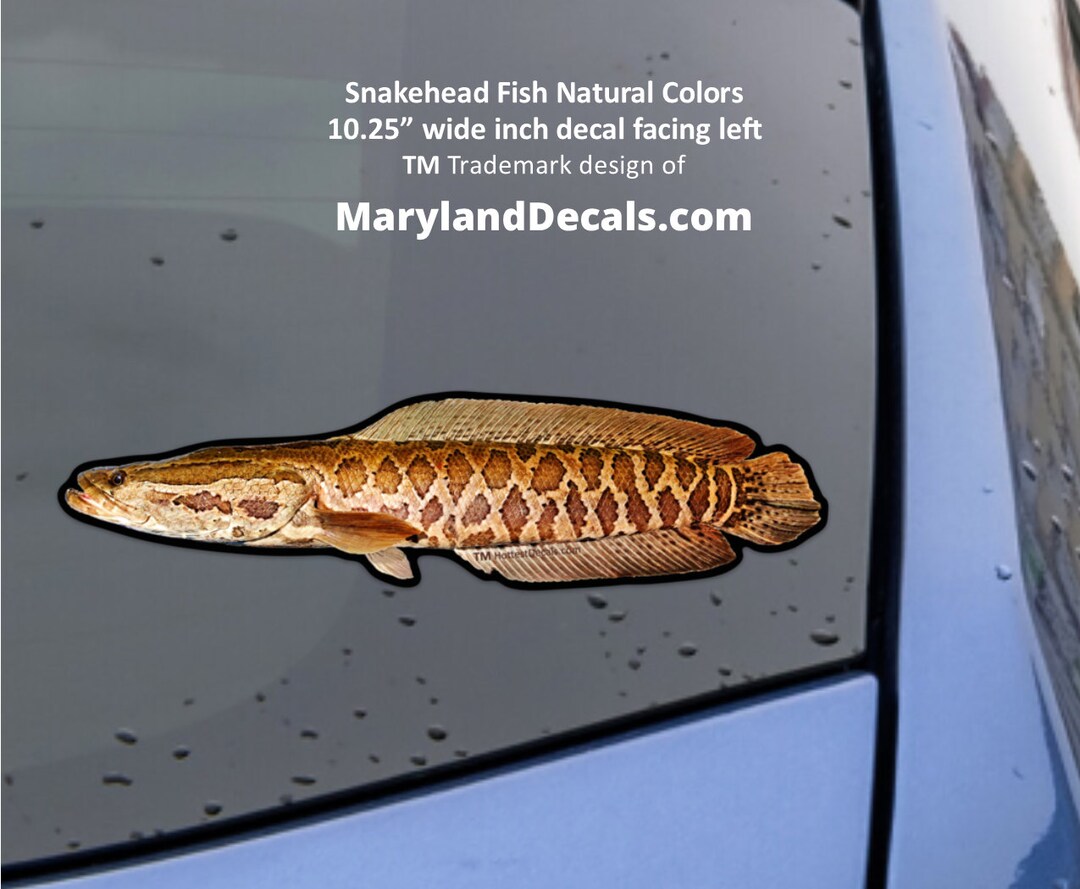 SNAKEHEAD FISH Decal Sticker for Car Window Truck or Boat Boats ...