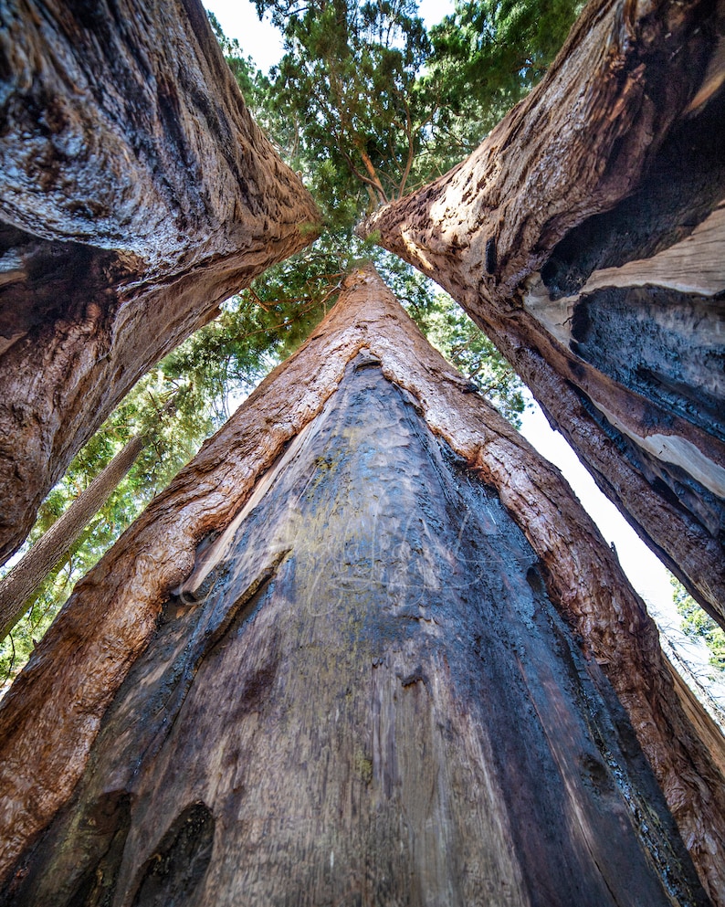 Sequoia National Park, Redwood Trees, Forest, Nature Photography, Fine ...