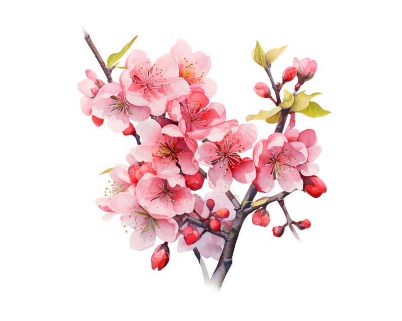 Watercolor Cherry Blossom Clipart, Sakura Flower JPG, Wall Art ...
