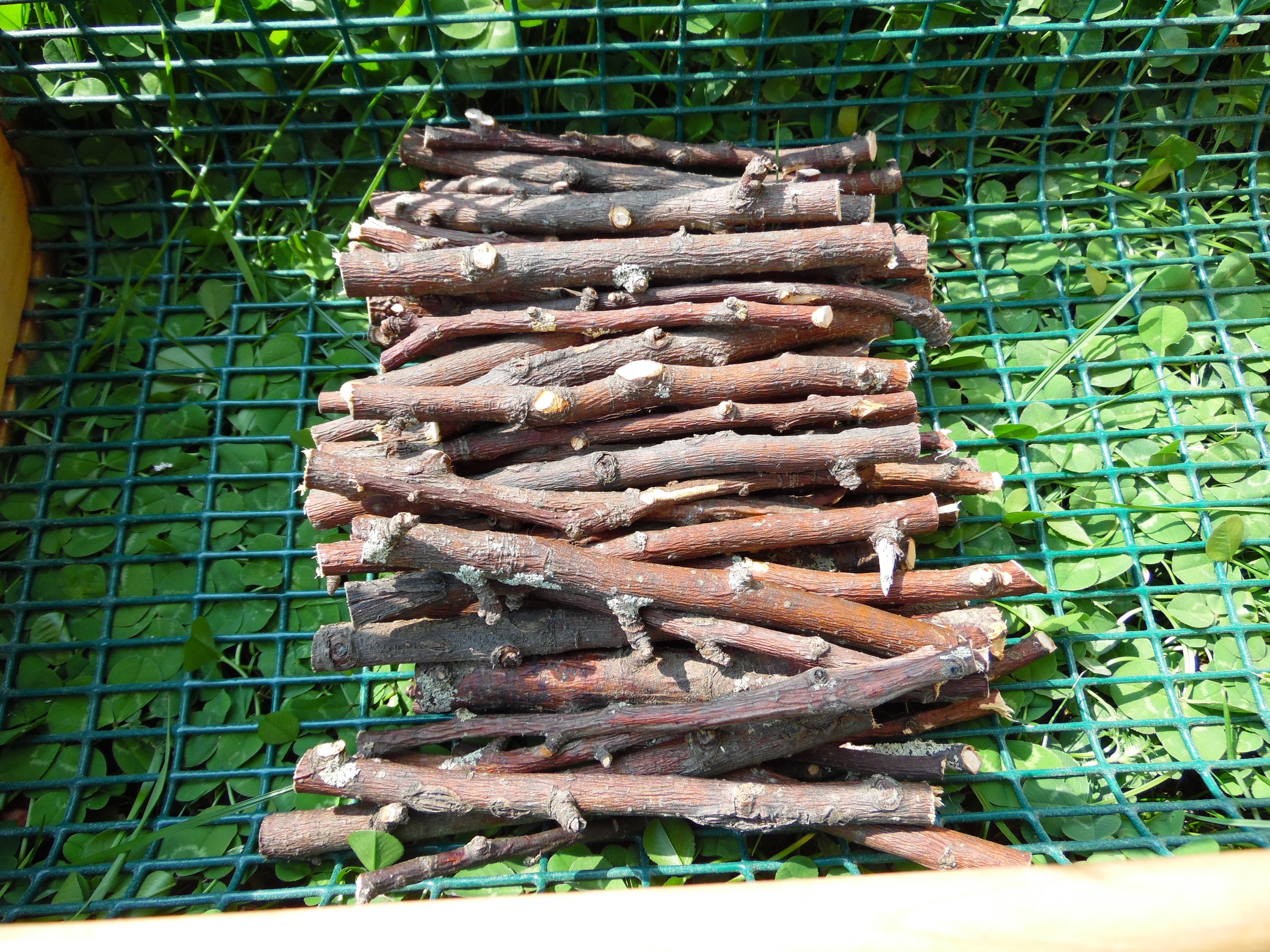 Natural Organic Apple Chew Sticks 30 Sticks Kiln Dried | Etsy