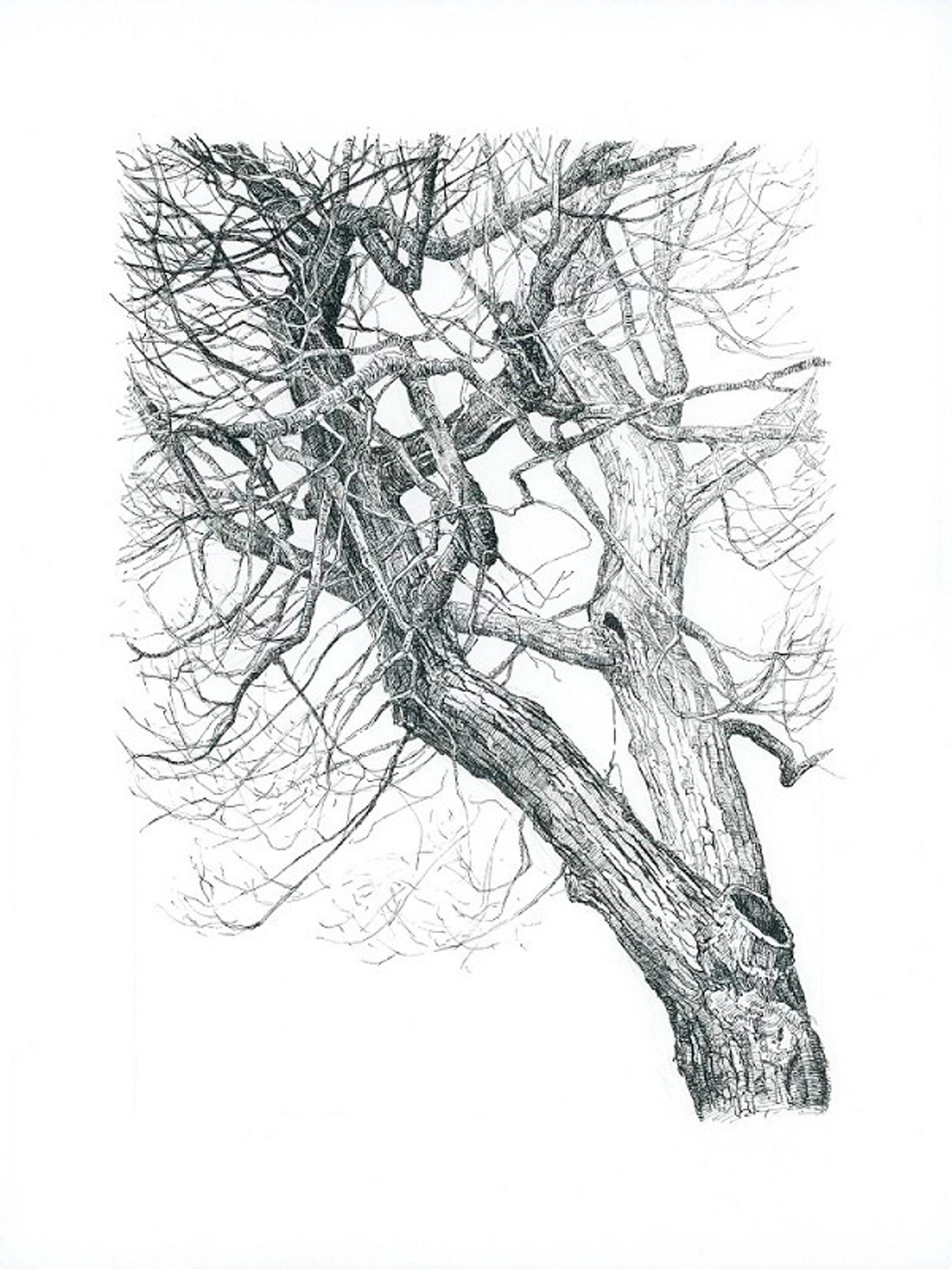 Pen and Ink ART PRINTS. Pen and Ink Tree Poster Prints. Pen - Etsy