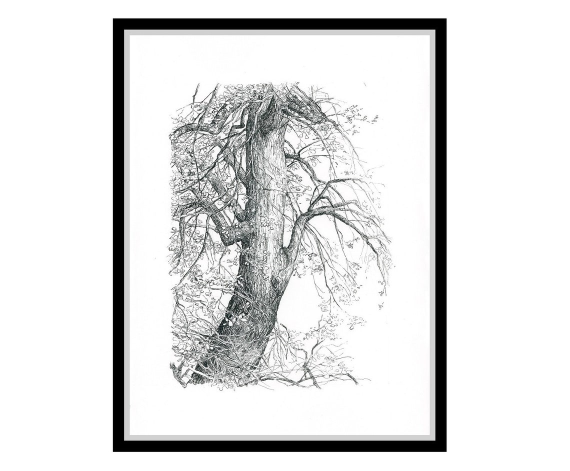 Tree Drawing. ORIGINAL Art & Fine Art Prints. Tree Ink Drawing - Etsy