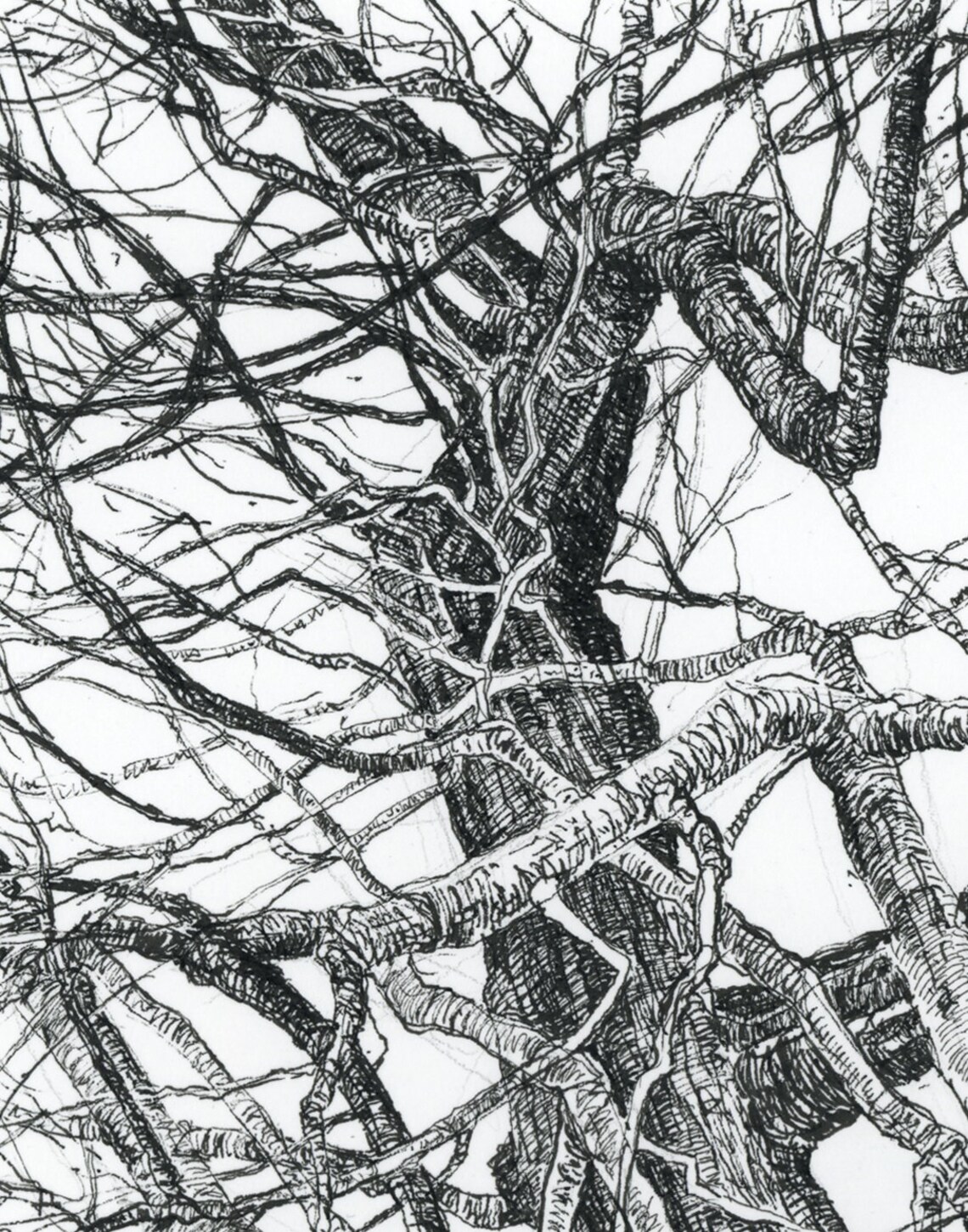 Pen and Ink ART PRINTS. Pen and Ink Tree Poster Prints. Pen - Etsy