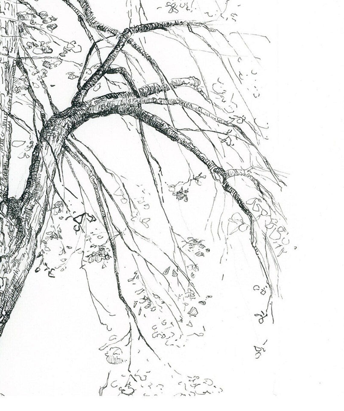 Tree Drawing. ORIGINAL Art & Fine Art Prints. Tree Ink Drawing - Etsy