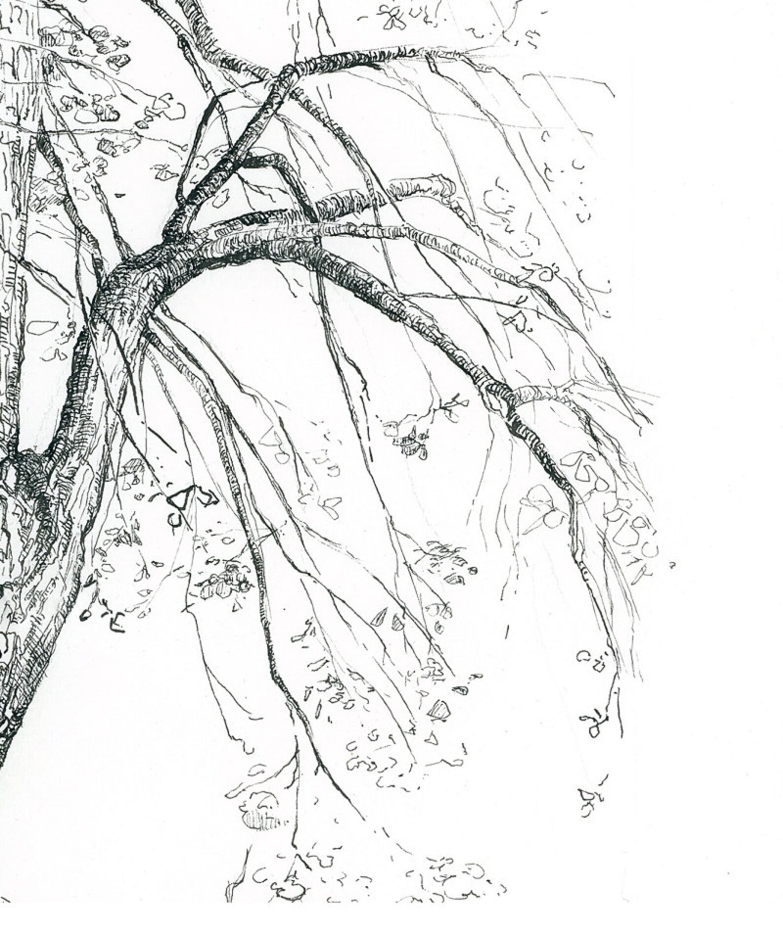 Tree Drawing. ORIGINAL Art & Fine Art Prints. Tree Ink Drawing - Etsy