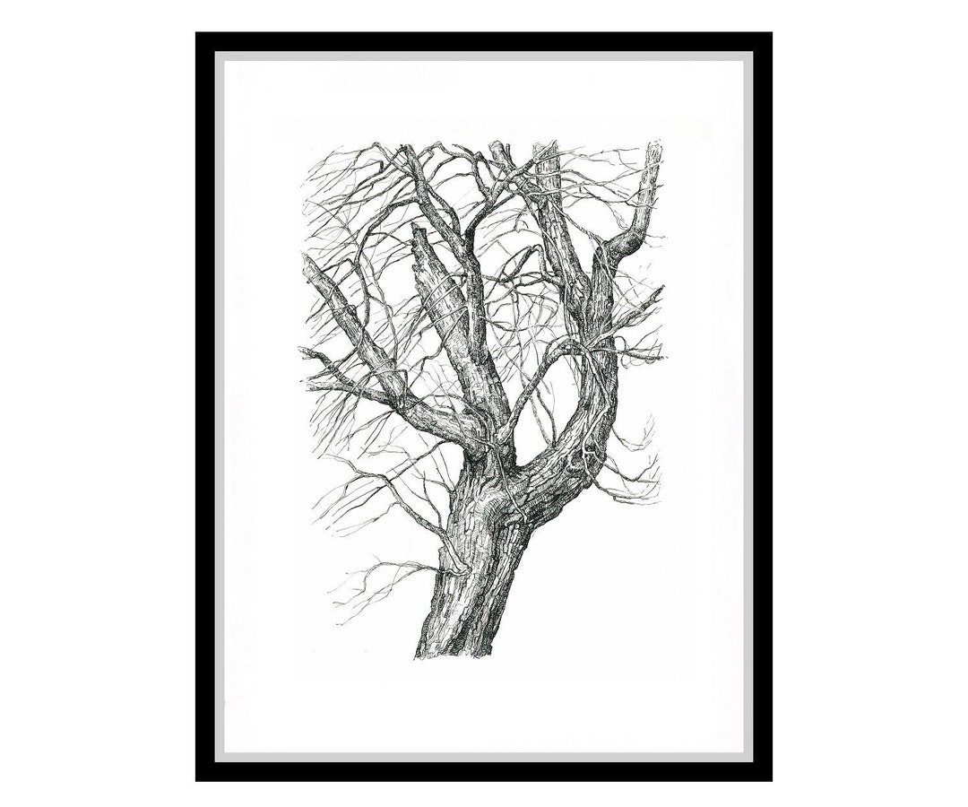 Tree Drawing. Original Ink Artwork & Fine Art Prints. Tree Sketch ...