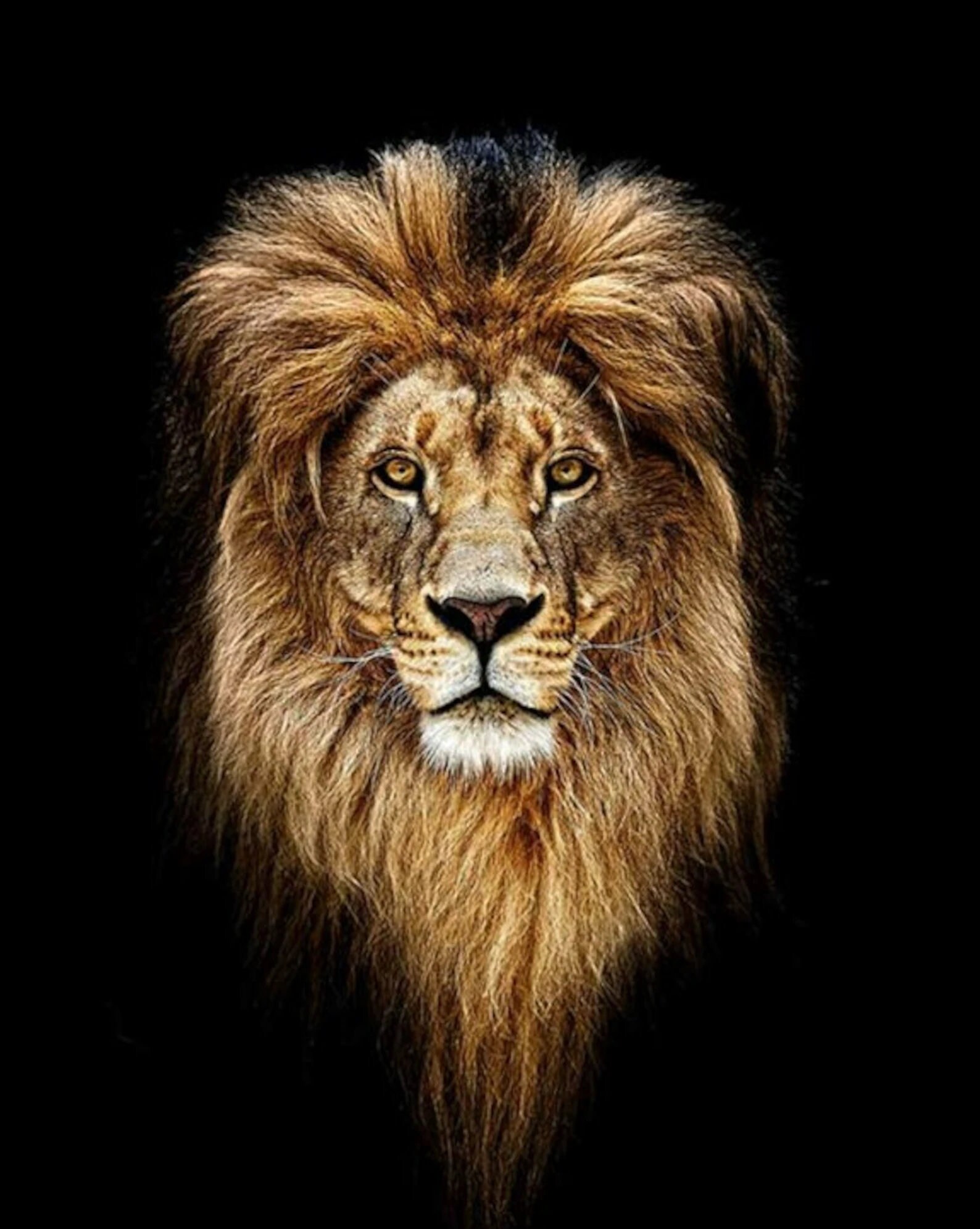 Lion Design Panel Fabric - Etsy