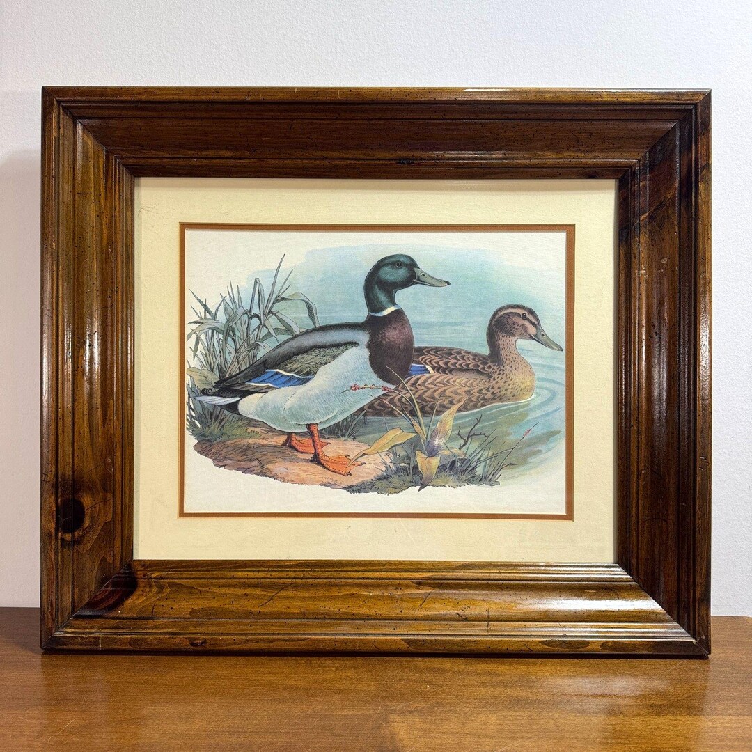 Vintage Jacques Cartier Mallard Ducks Matted Framed Print 1960s 25.5" X ...