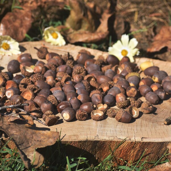 Acorns - Etsy
