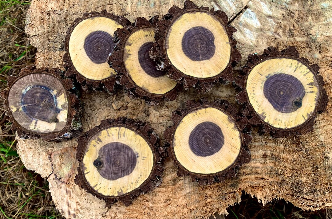 Handcrafted Black Walnut Wood Coins for Rustic Crafts, Natural Slices ...