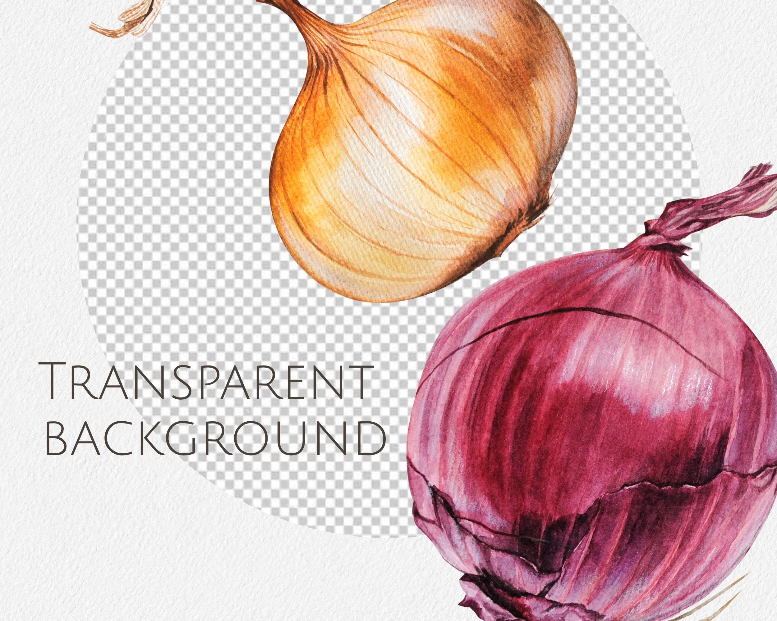 Watercolor Clipart Watercolor Onion Watercolor Vegetable Watercolor ...