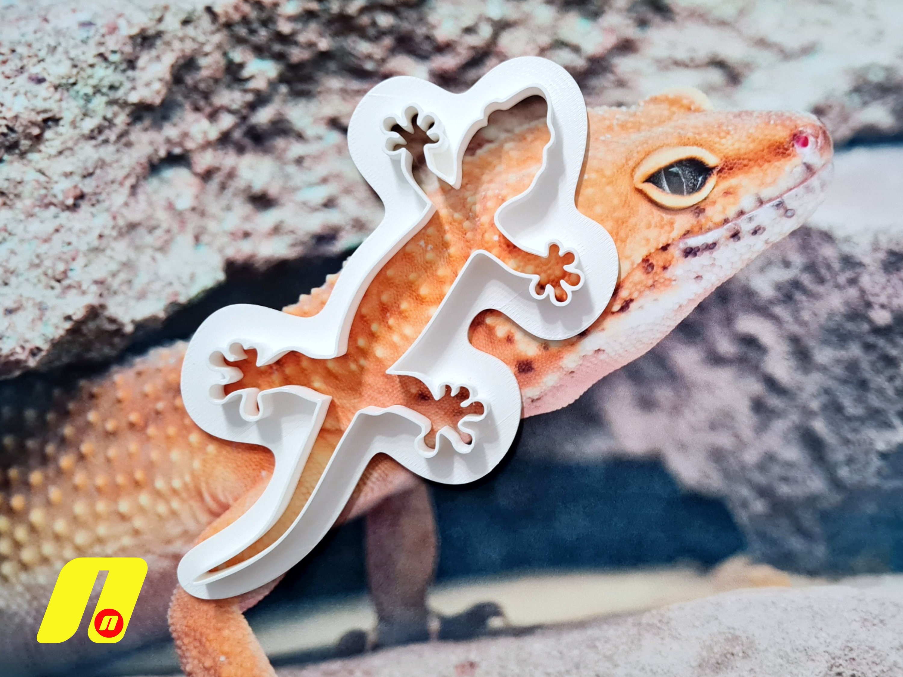 Van Der Waals Forces Gecko