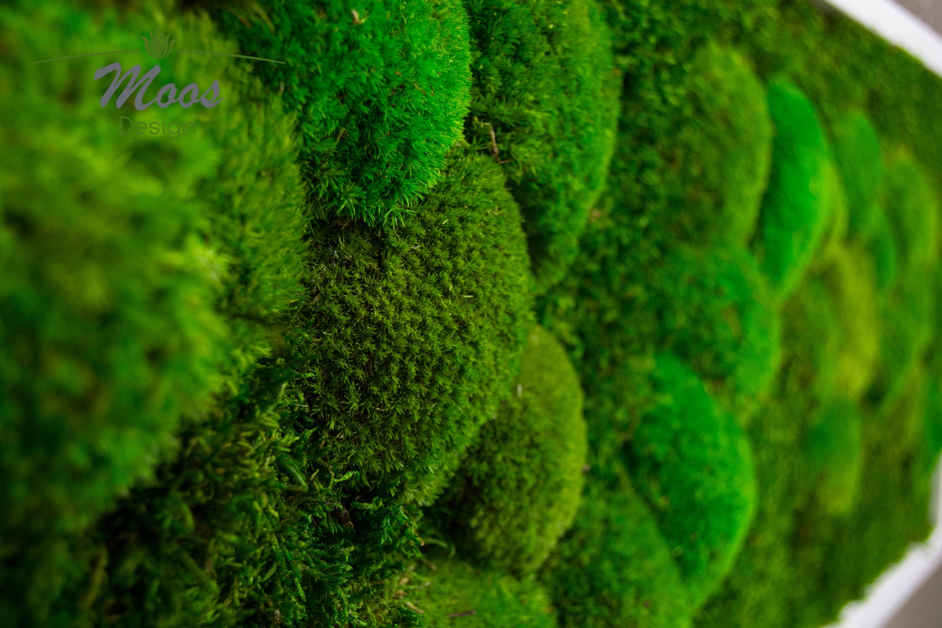 Moosbild 60x30 cm Moosbilder kaufen mit echtem Moos Wandbild | Etsy