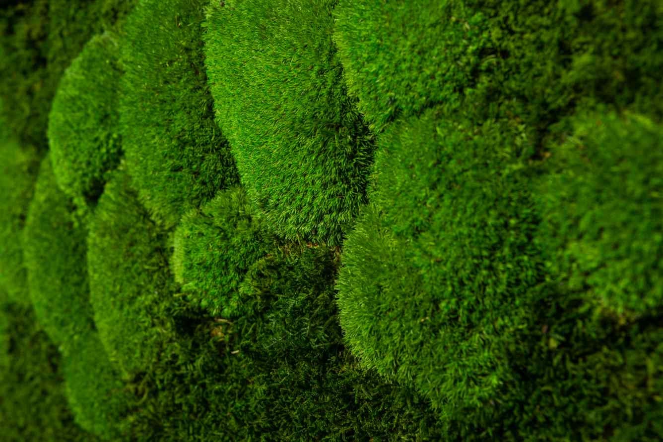 Moosbild Fifty Fifty Design mit konservierten Kugel und - Etsy.de