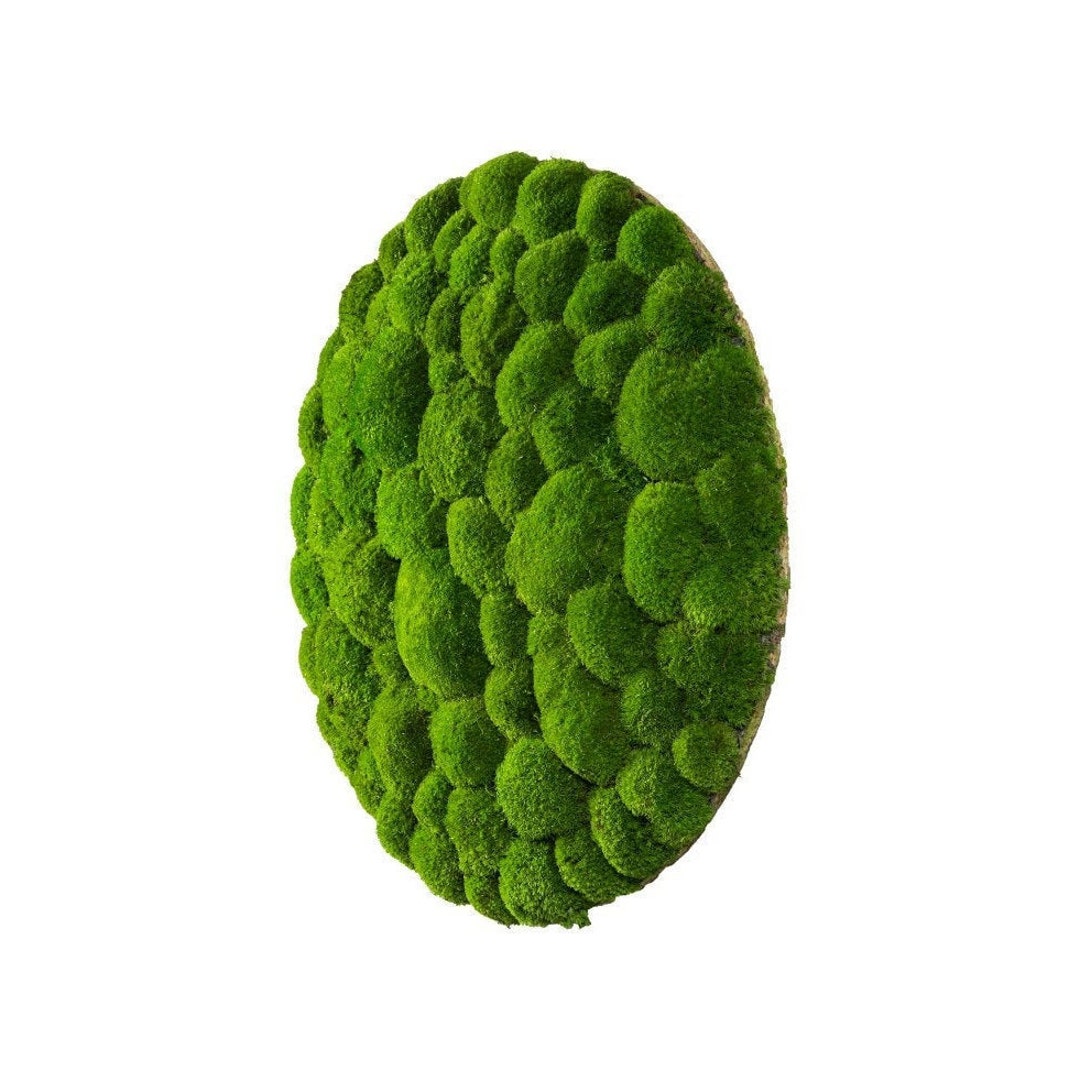 Round Moss Picture With Ball Moss - Etsy