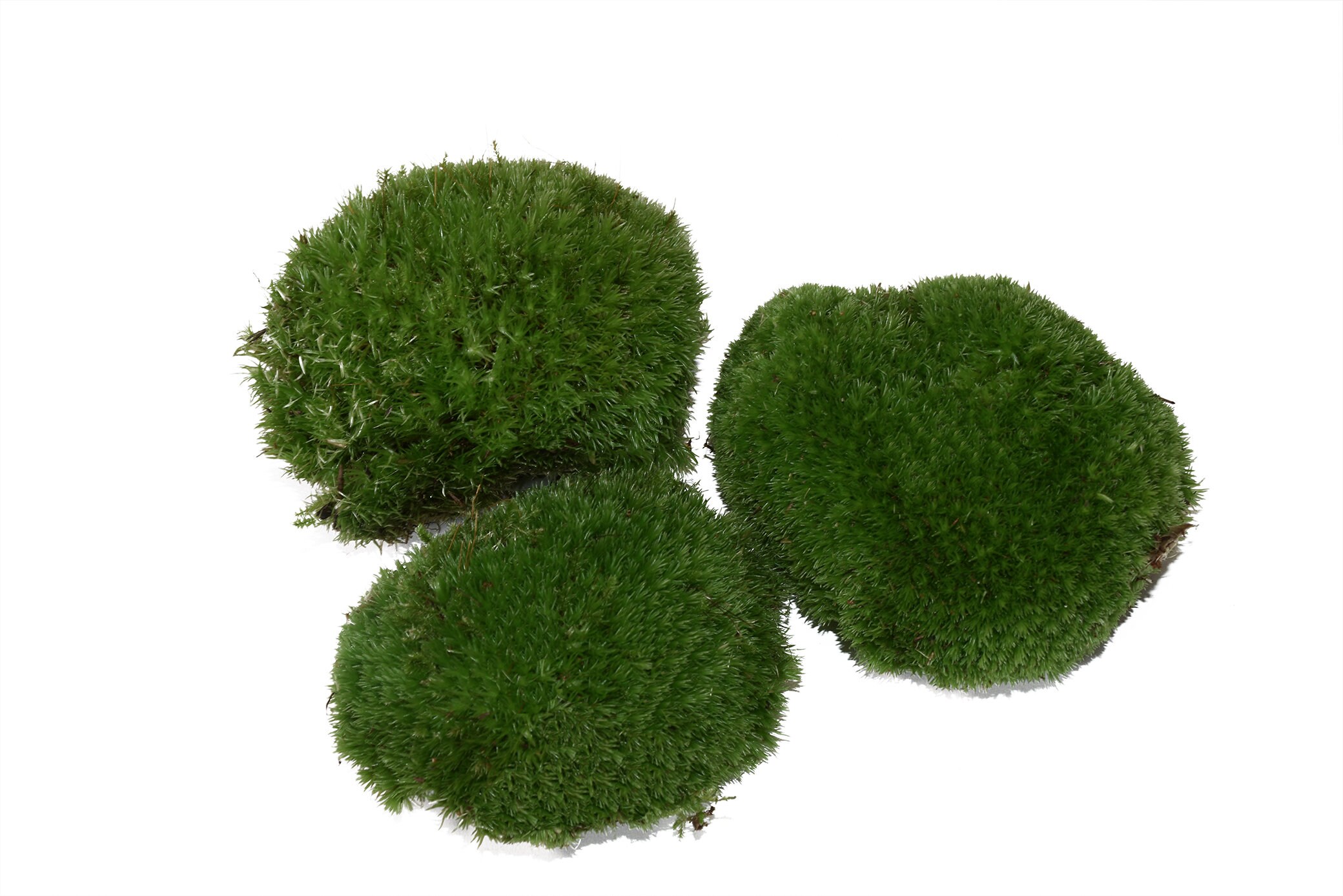 Box 40x30x8 Cm Ball Moss Fresh Moss for Decoration Bollen Moss - Etsy