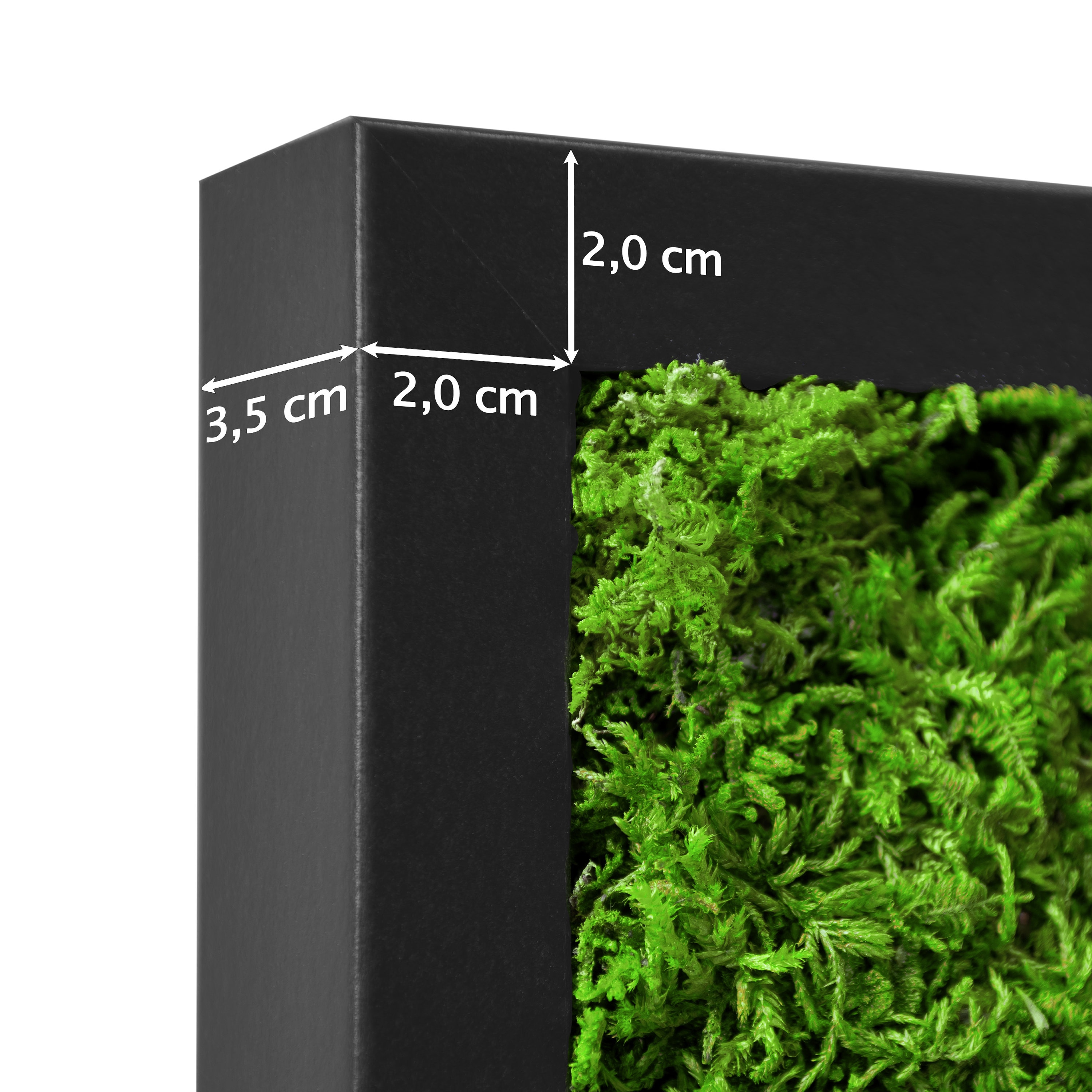 Moosbild Fifty Fifty Design mit konservierten Kugel und - Etsy.de