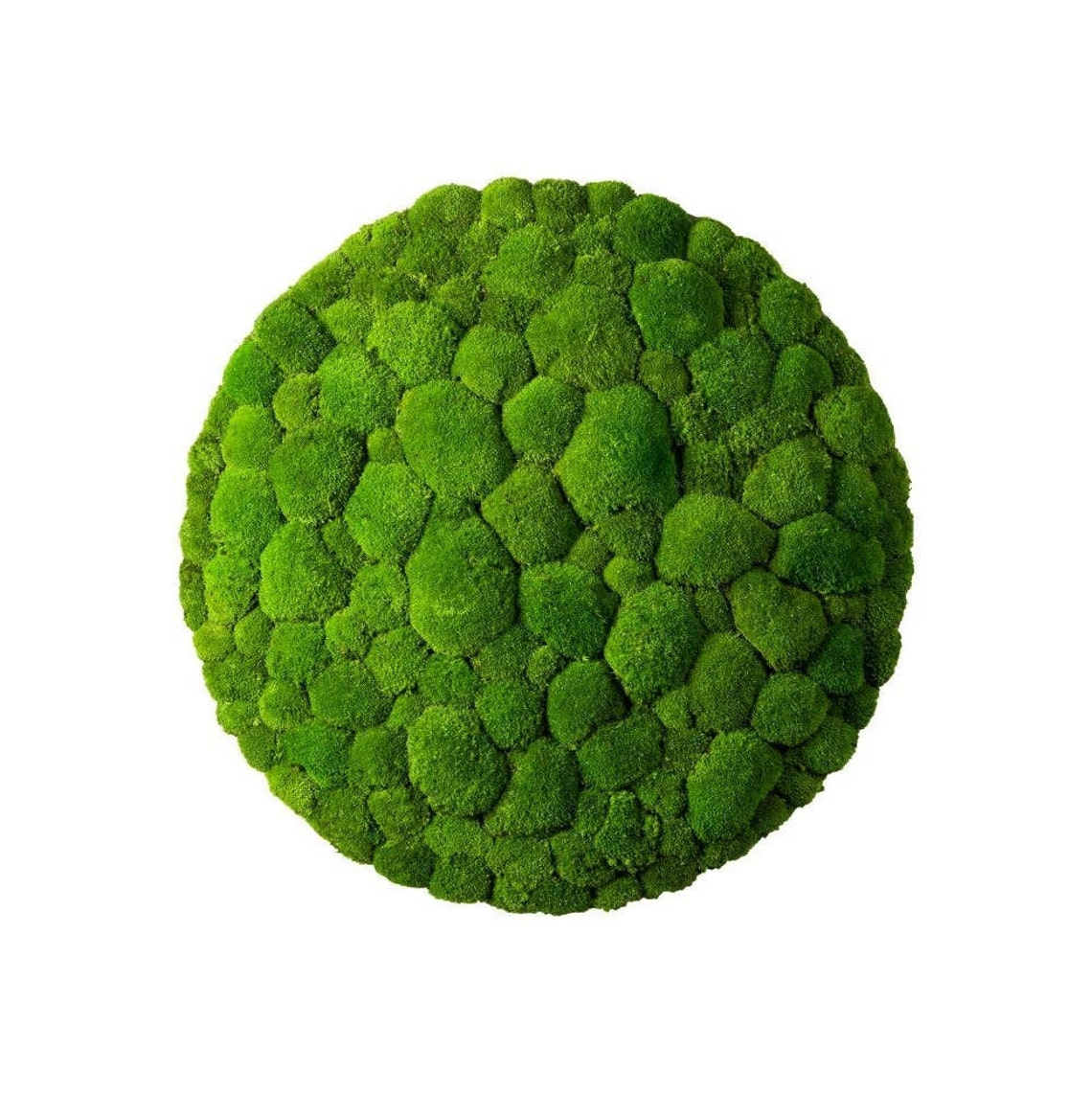 Round Moss Picture With Ball Moss - Etsy UK