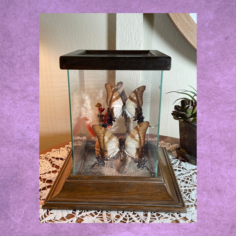 Butterfly Display - Etsy