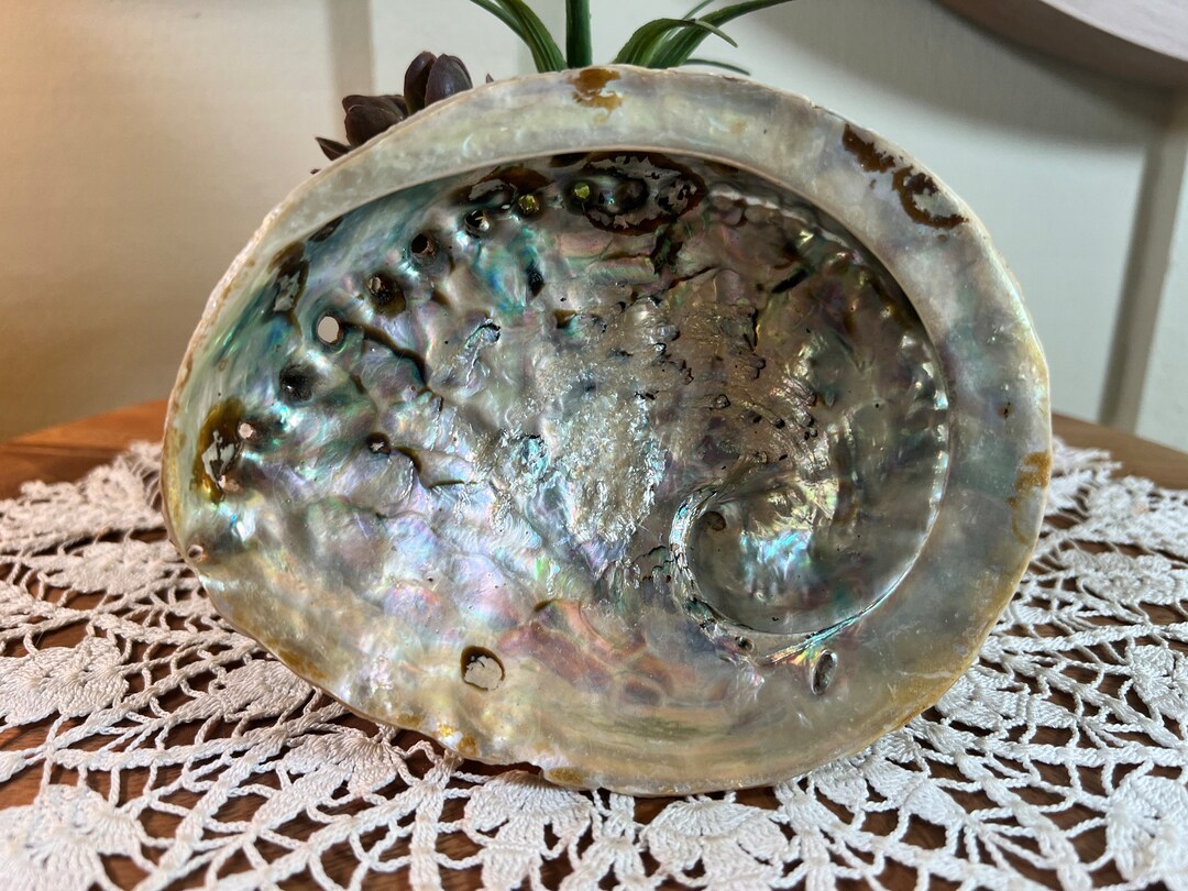 Vintage, Abalone Sea Shell, Medium Size, 6 Inch, Rainbow Iridescent ...